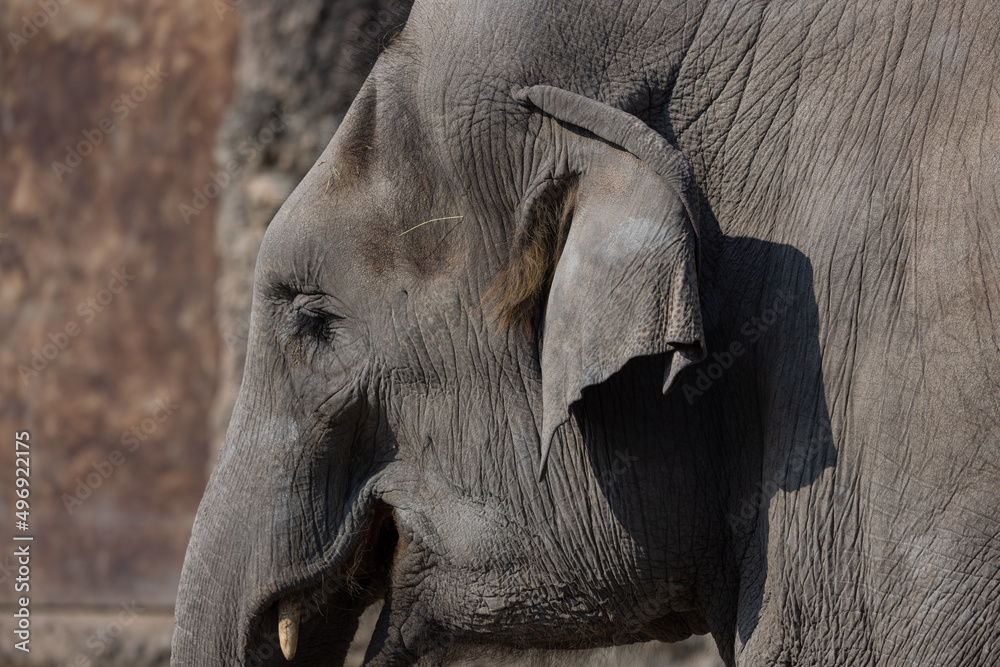 Great close-up of the face of an Asian elephant, also called Elephas ...