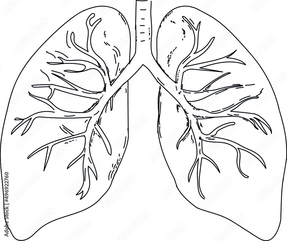 Pulmón / Dibujo realista de Pulmón órgano humano / pulmón humano ...