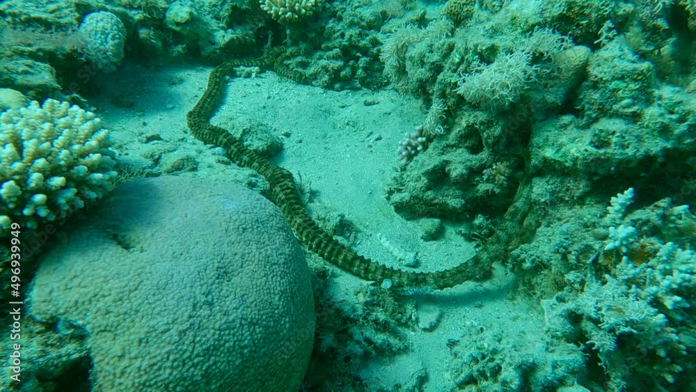 Cucumber on sandy bottom near coral reef. Giant Synaptid Sea Cucumber ...