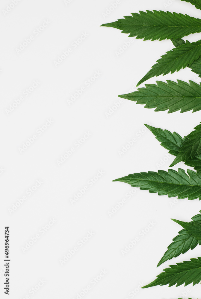 Cannabis leaf on a white background Drugs of medicinal plants and joy ...