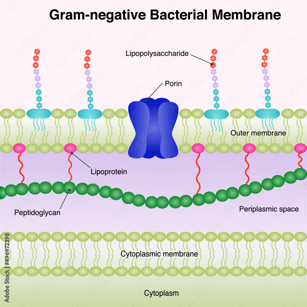 Gram-negative Bacterial Membrane diagram Stock Vector | Adobe Stock
