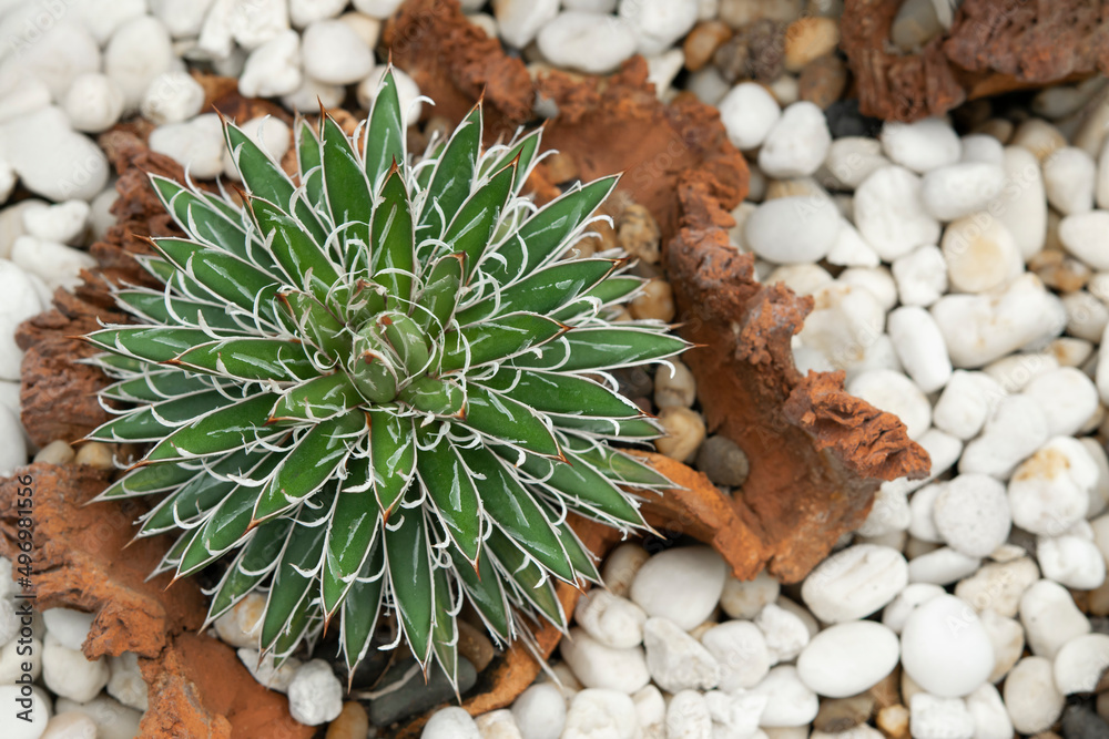 Agave Filifera compacta (Agave Schidigera), small succulent plants on a ...