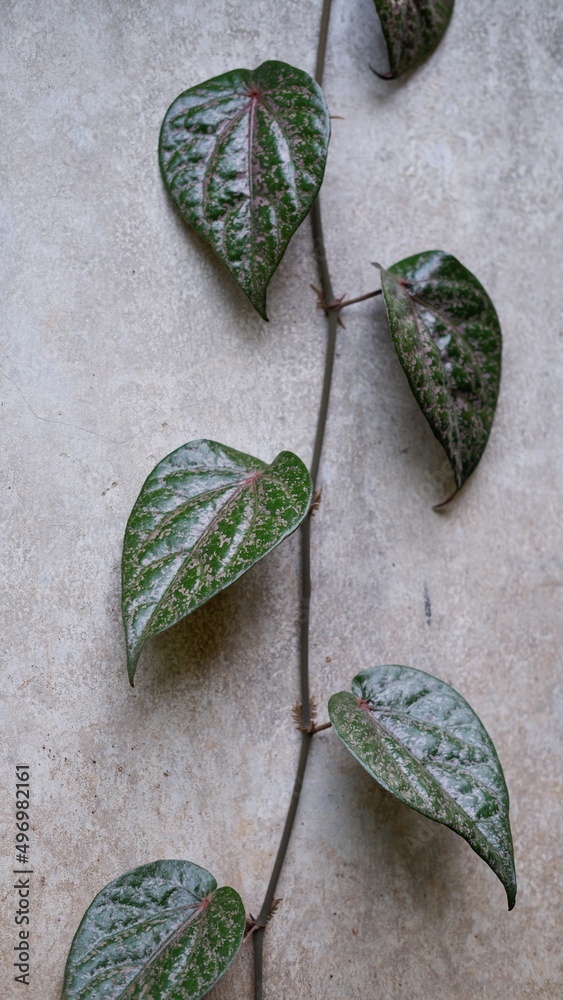 Piper ornatum, the Celebes pepper known as Red Betel leaves is ...