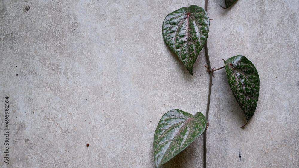 Piper ornatum, the Celebes pepper known as Red Betel leaves is ...