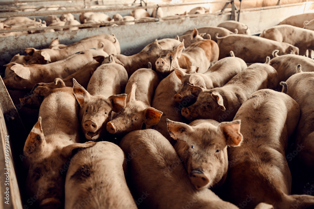 Livestock and pig breeding. Stock Photo | Adobe Stock