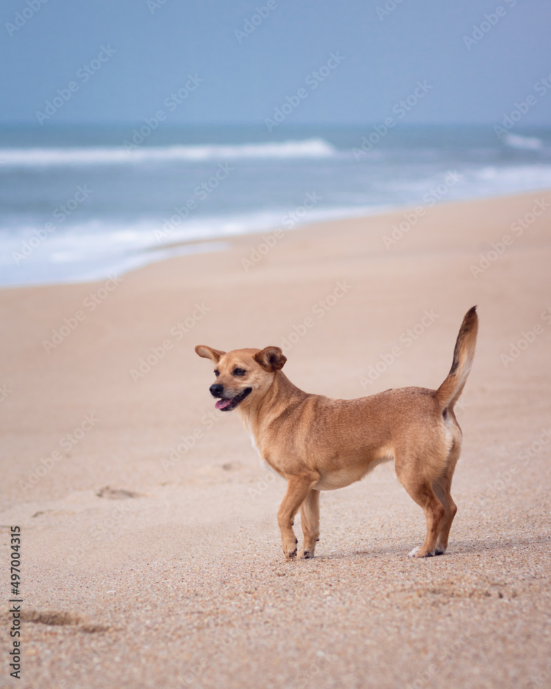 A light brown mixed-breed female dog standing on the sand at an empty ...