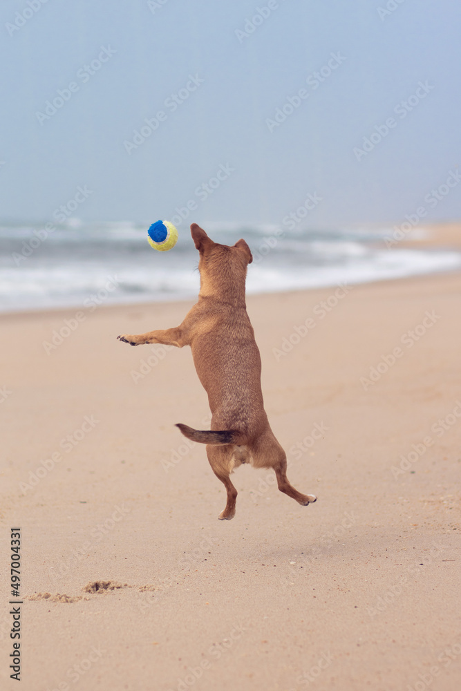 Back view of a brown playful dog at the beach jumping to catch a ball ...