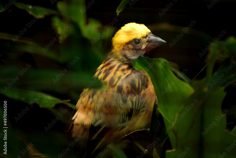 Male of Ploceus philippinus Bird. The baya weaver is a weaverbird and ...