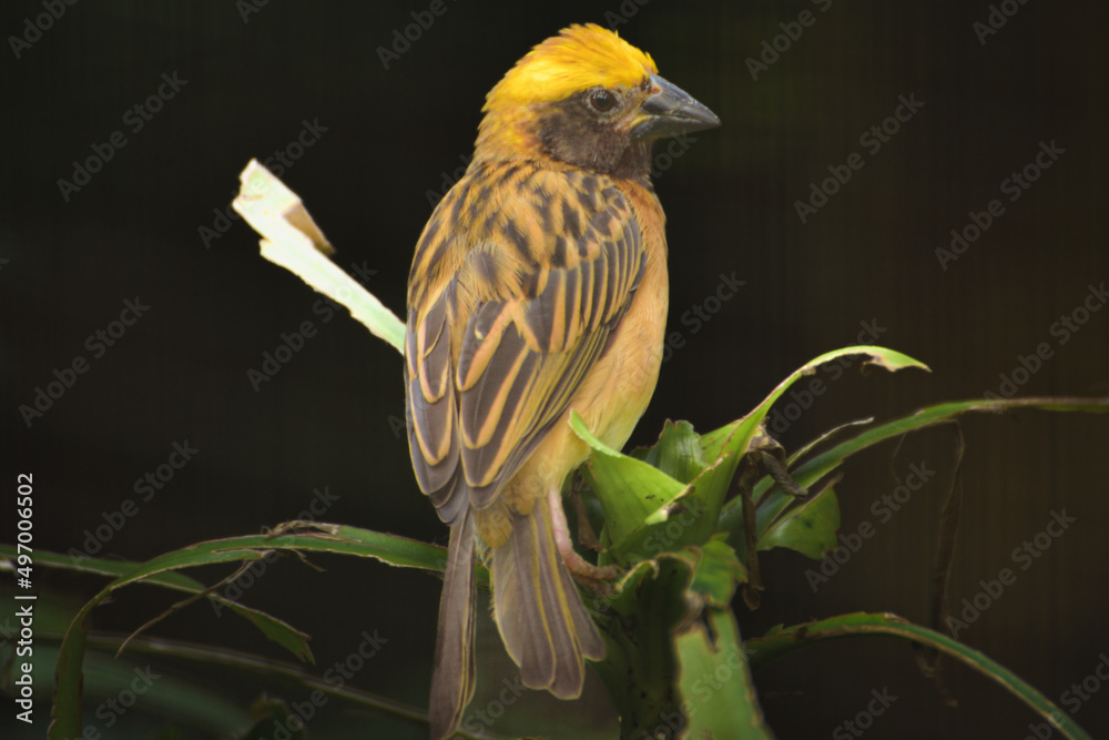 Male of Ploceus philippinus Bird. The baya weaver is a weaverbird and ...