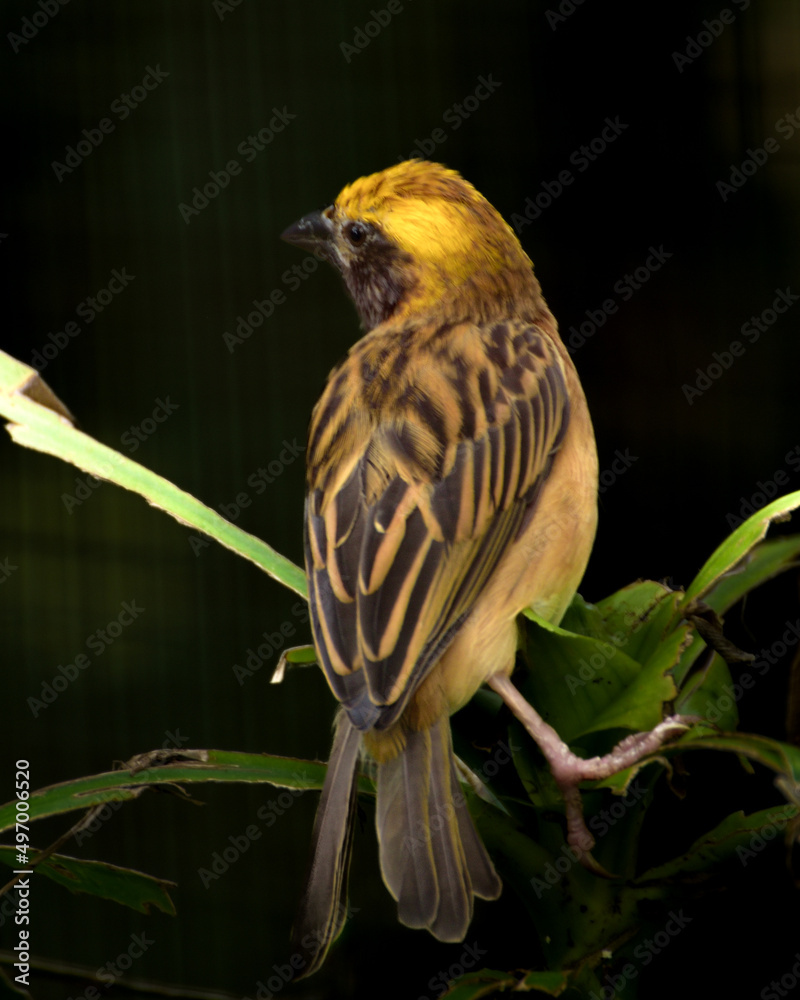 Male of Ploceus philippinus Bird. The baya weaver is a weaverbird and ...