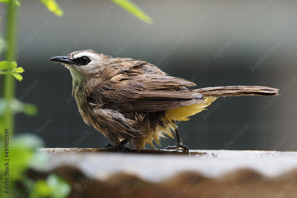 Yellow - vented Bulbul Pycnonotus goiavier bath in the garden Stock ...