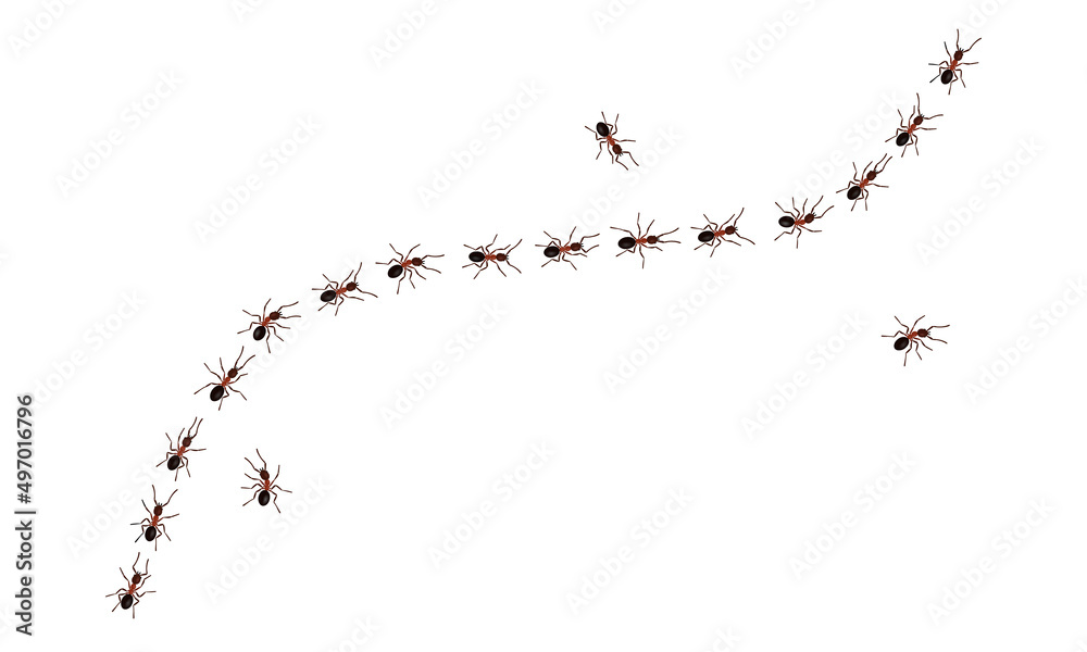 Vettoriale Stock Brown worker ants trail line flat style design vector ...