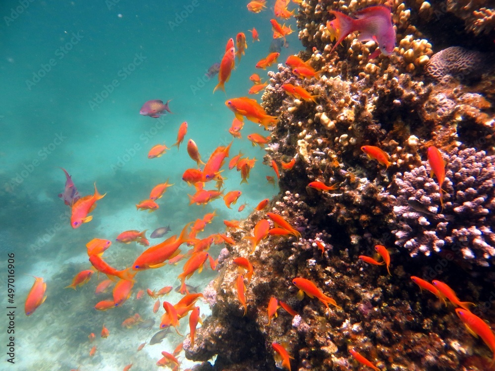 Blue Hole fish and coral reef of red sea Stock Photo | Adobe Stock