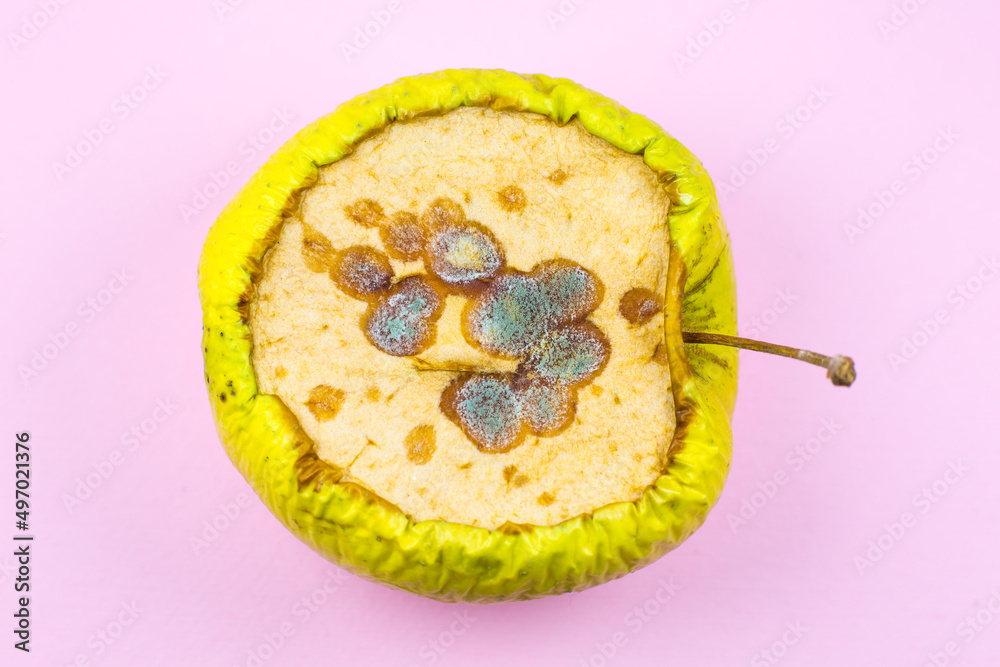 Rotten and Moldy apple fruit. Bad conditions of preservation. Close up ...