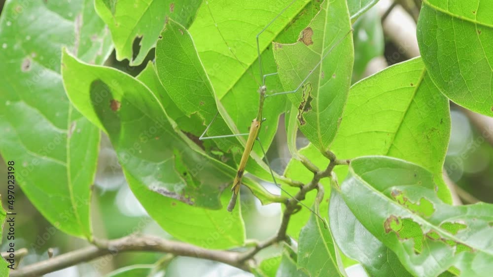 A Stick Insect (Phasmatodea (also known as Phasmida, Phasmatoptera or ...
