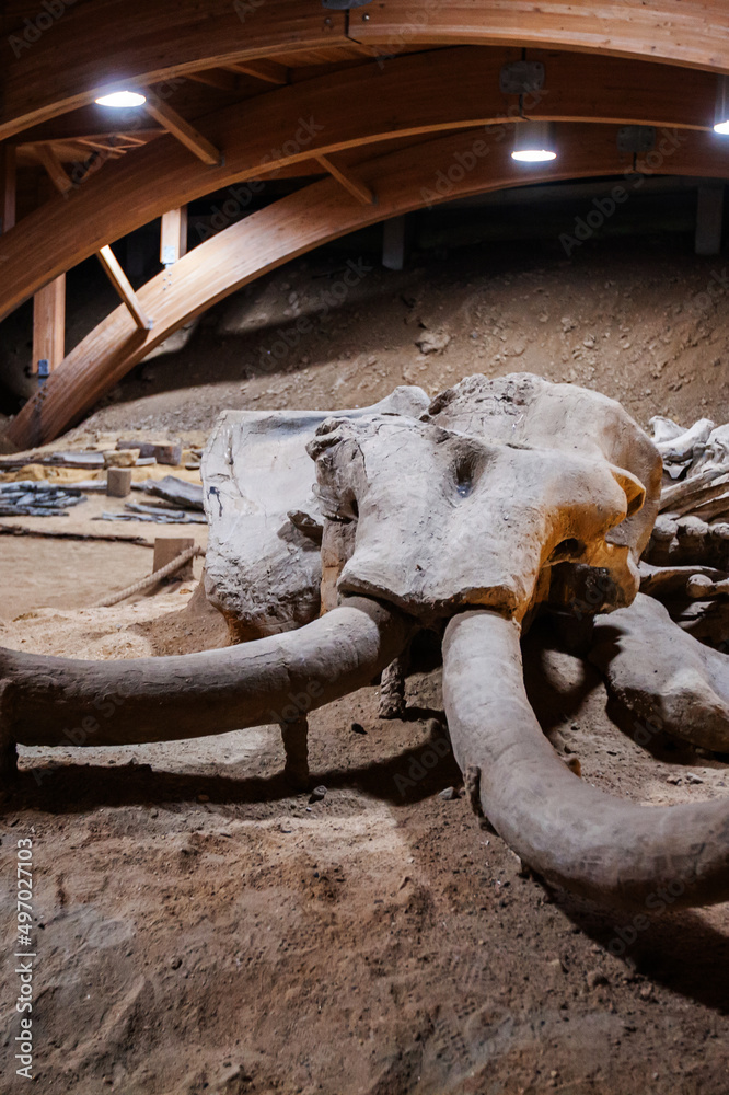 Remains skeleton of the Mammoth ,approximately one million year old ...