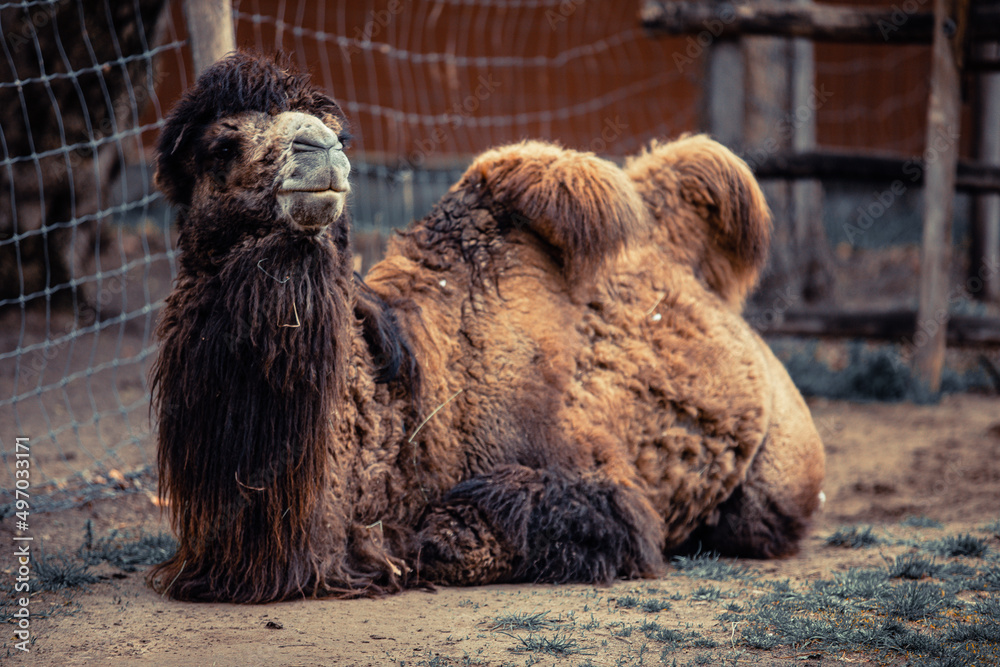 Two-humped Mongolian Bactrian camel, Camelus bactrianus, standing in ...