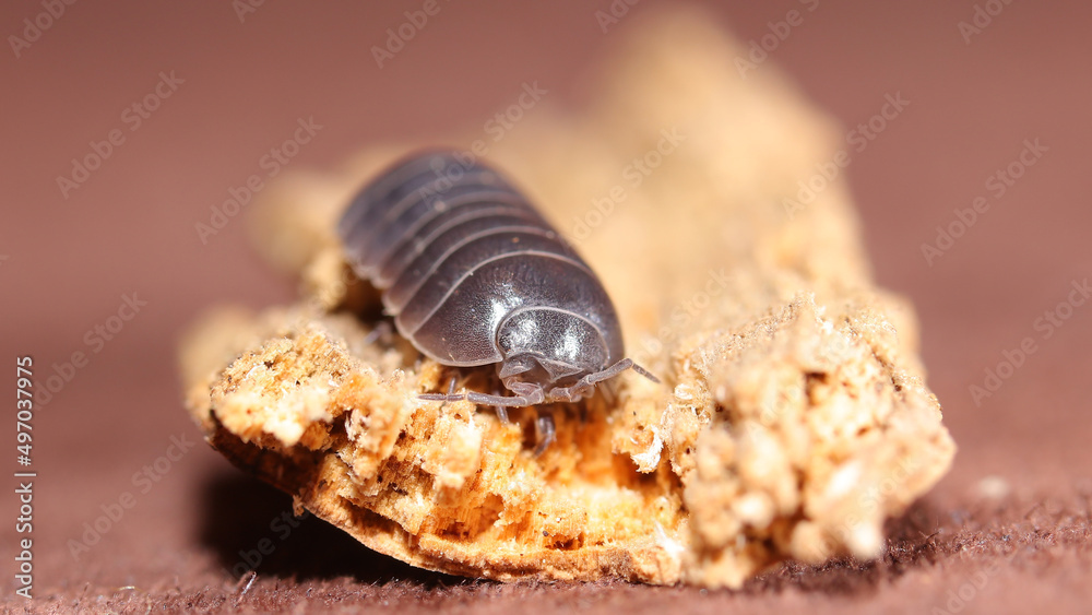 Fotografia do Stock: Oniscidea, conocido como cochinillas de la humedad ...