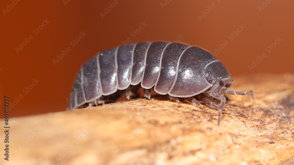 Oniscidea, conocido como cochinillas de la humedad,1 chanchitos de ...