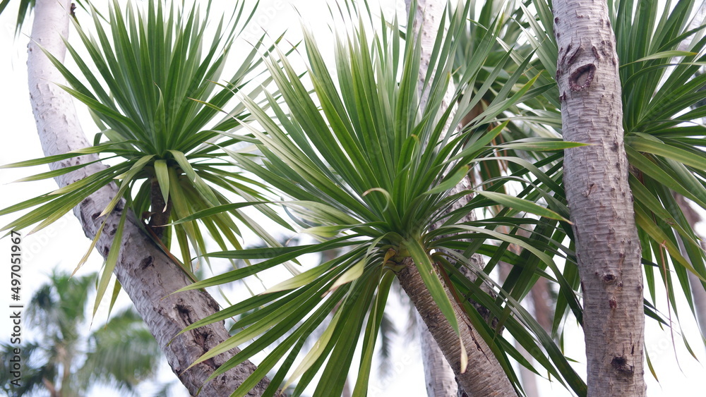 Cordyline australis, commonly known as the cabbage tree, tī kōuka or ...