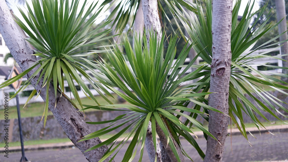 Cordyline australis, commonly known as the cabbage tree, tī kōuka or ...