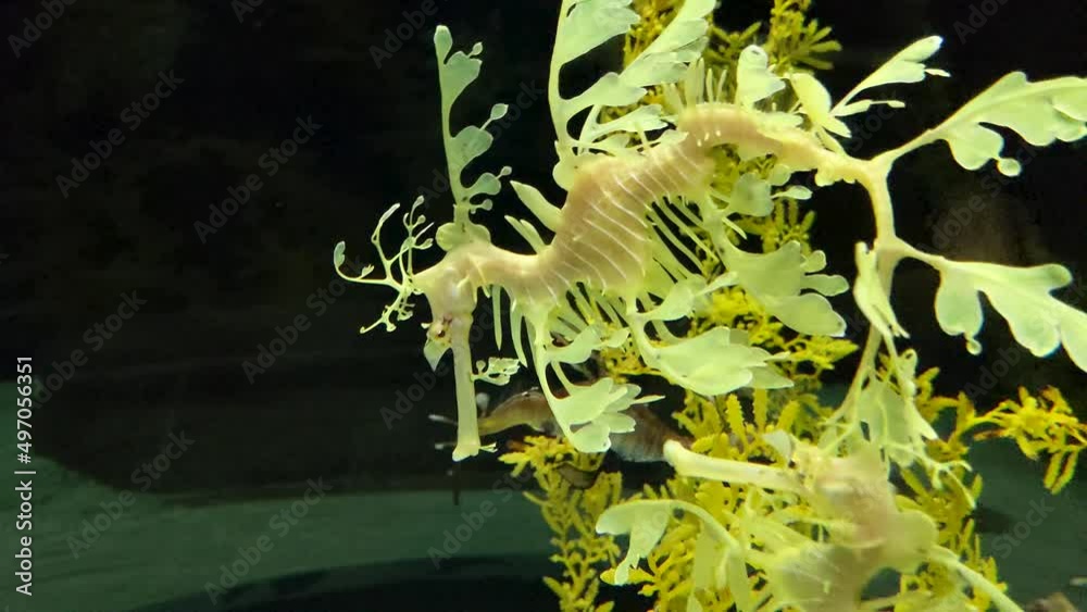 Leafy seadragon underwater in the ocean. Also known as a leafy seahorse ...