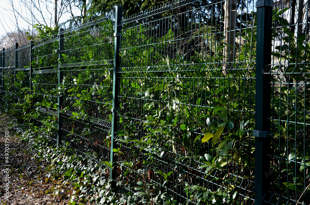 An evergreen shrub in front of a light wood wire fence will improve the ...