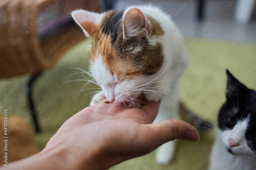 Pet owner feeding cat with dry food granules from hand palm. Man woman ...