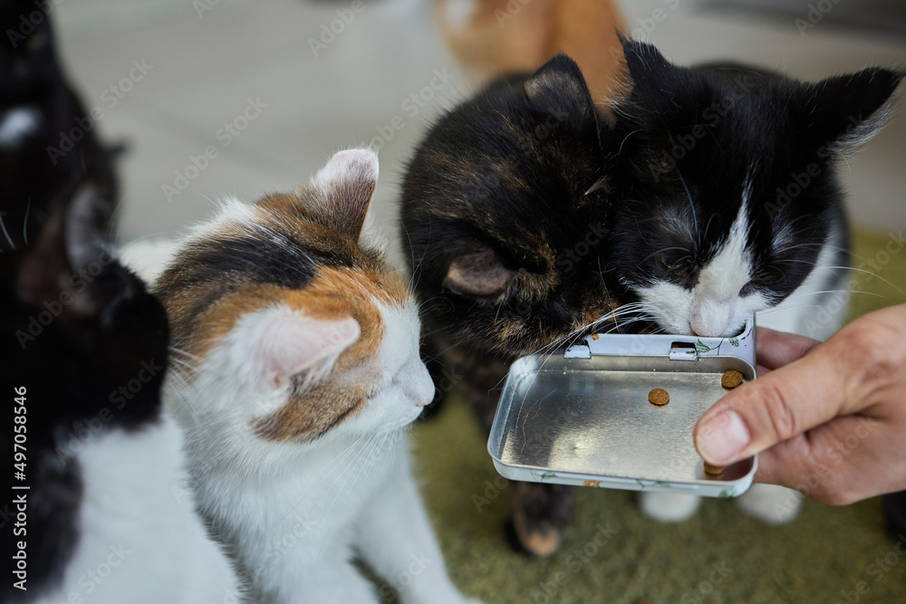 Pet owner feeding cat with dry food granules from hand palm. Man woman ...