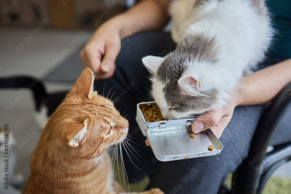 Pet owner feeding cat with dry food granules from hand palm. Man woman ...