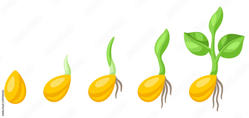 Seed Germination Clip Art