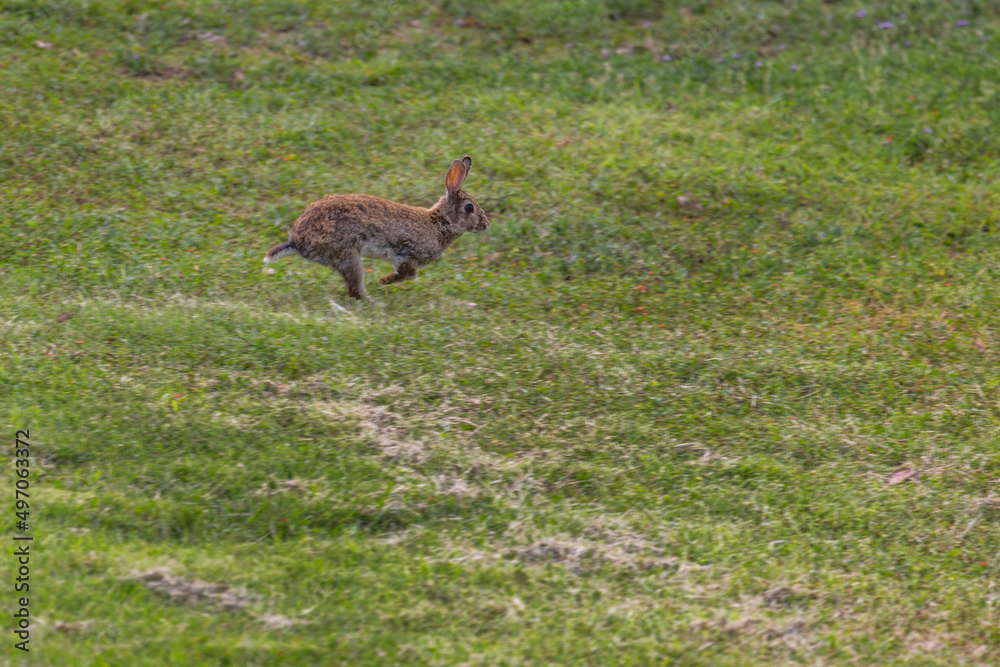 A Wild Rabbit (Oryctolagus cuniculus) running towards the right in a ...