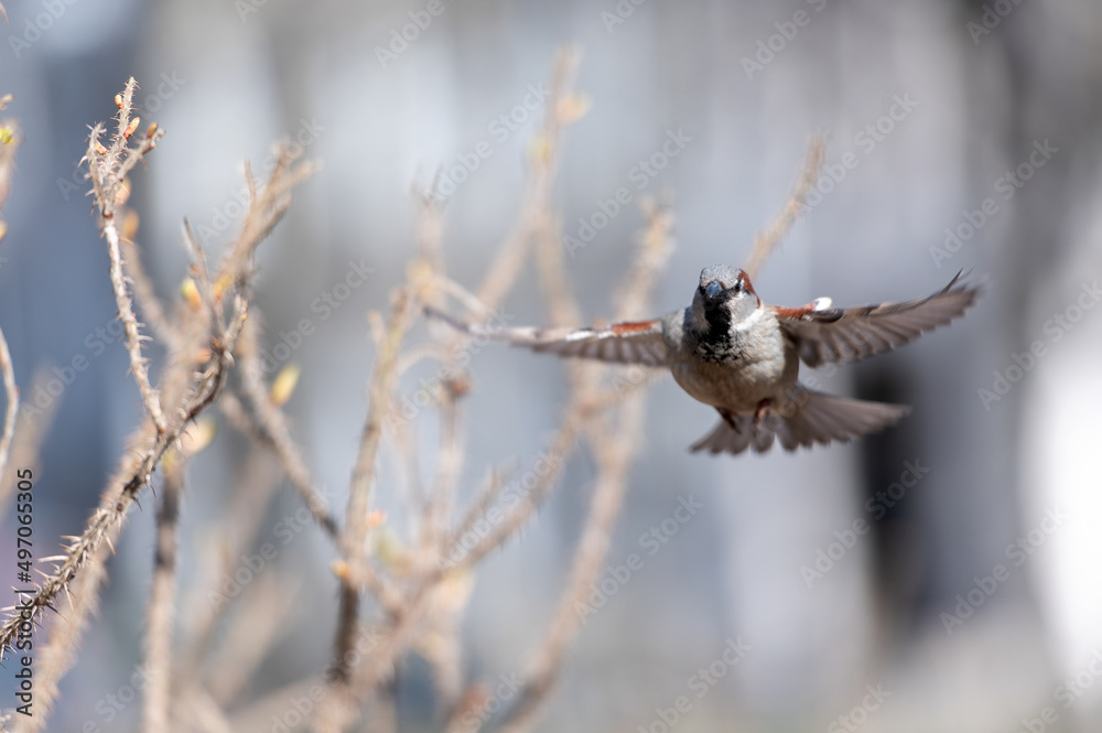 Wild sparrow flying to a fat ball hanging from a tree branch. Stock ...