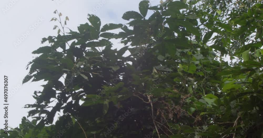 A Peruvian spider monkey jumps from one tree to other top of canopy ...