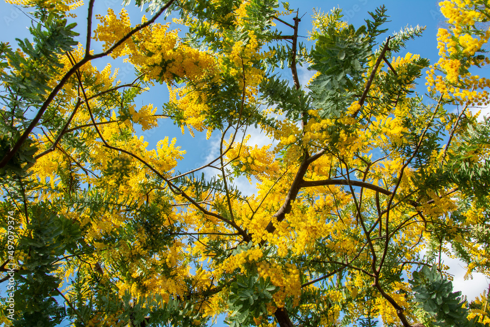 Yellow flowers on the branches of the silver wattle, blue wattle or ...