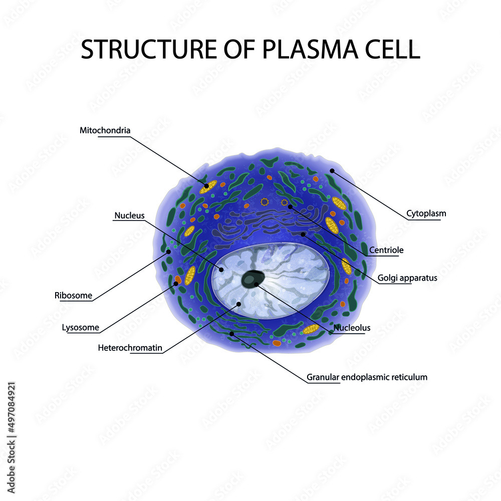 Structure of the Plasma cell.Lymphocyte plasma cell. Plasma B cell ...