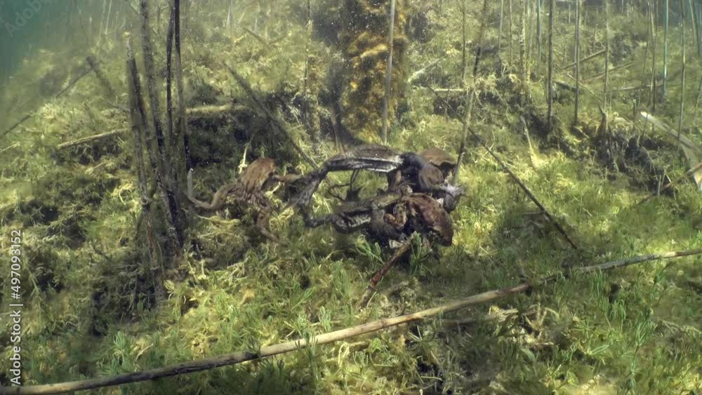 During the breeding time several Common toad (Bufo bufo) form a heap ...