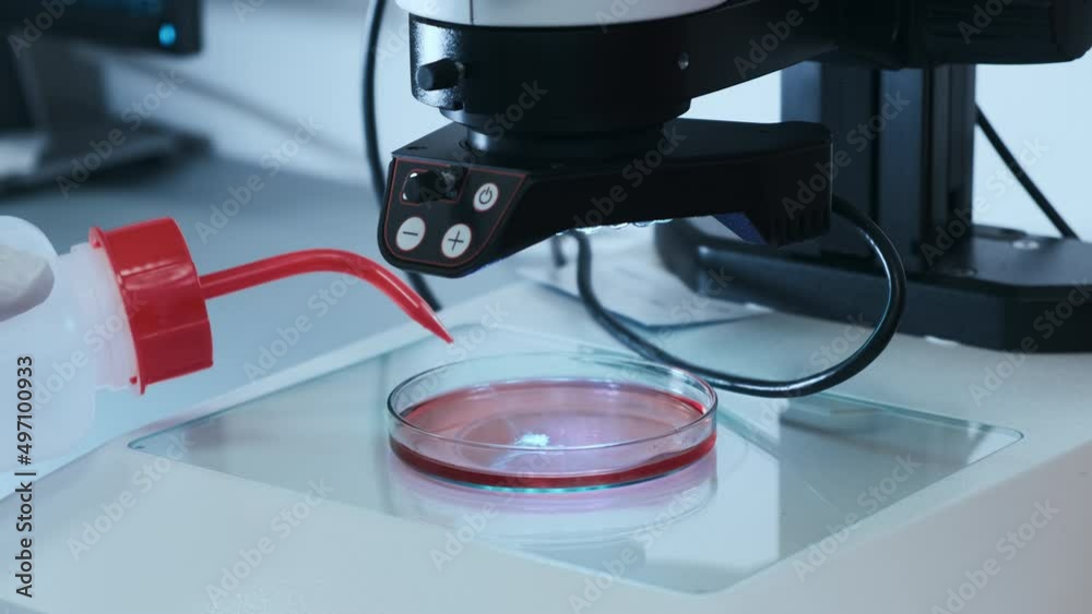 Laboratory worker sprinkles liquid into transparent Petri dish ...