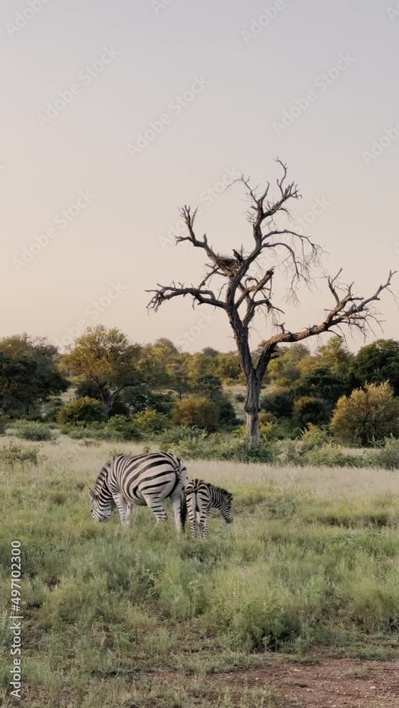 Wild animals in their natural environment Stock Video | Adobe Stock