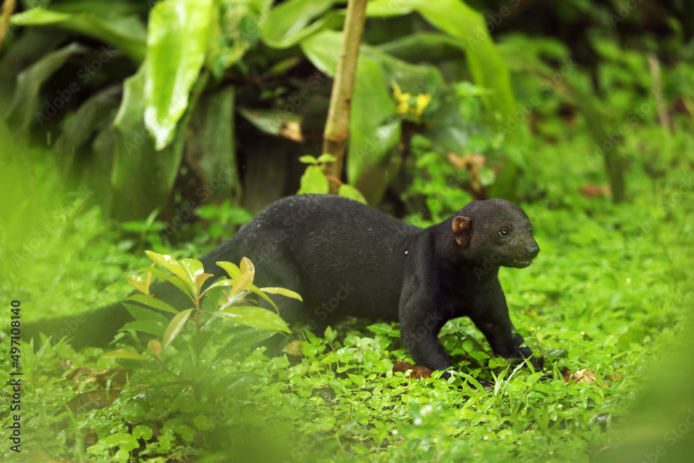 The tayra (Eira barbara) is an omnivorous animal from the weasel family ...