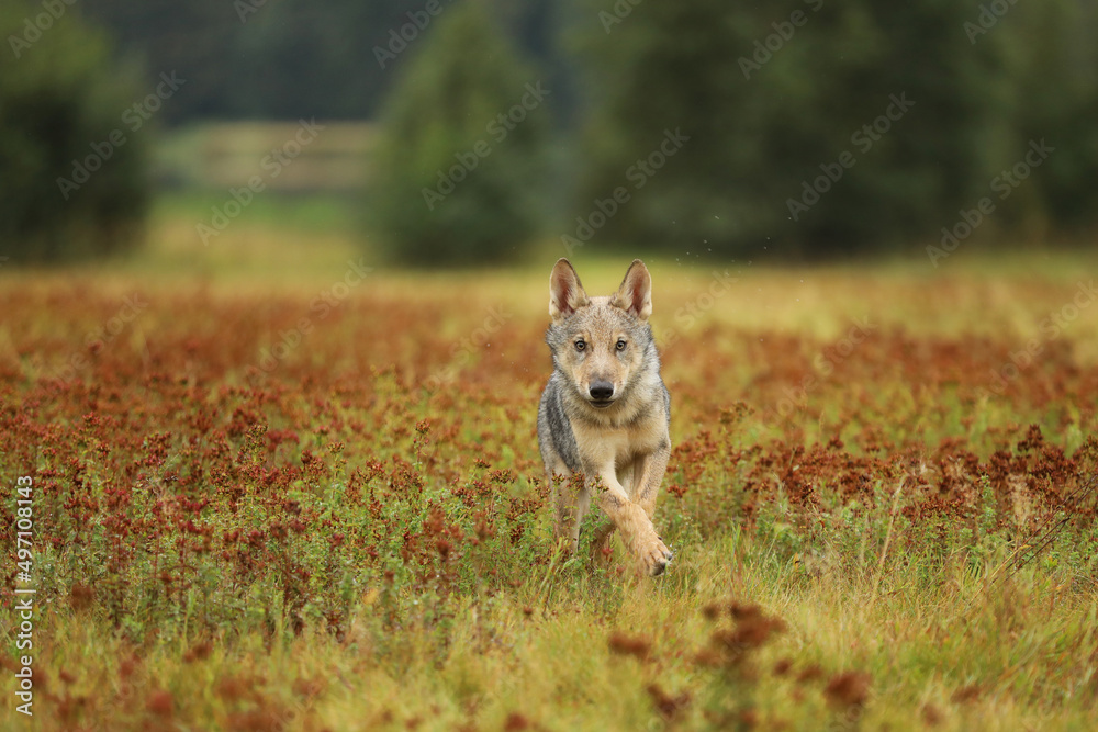 Wolf cub running in blossom grass .Wolf from Finland. Gray wolf, Canis ...