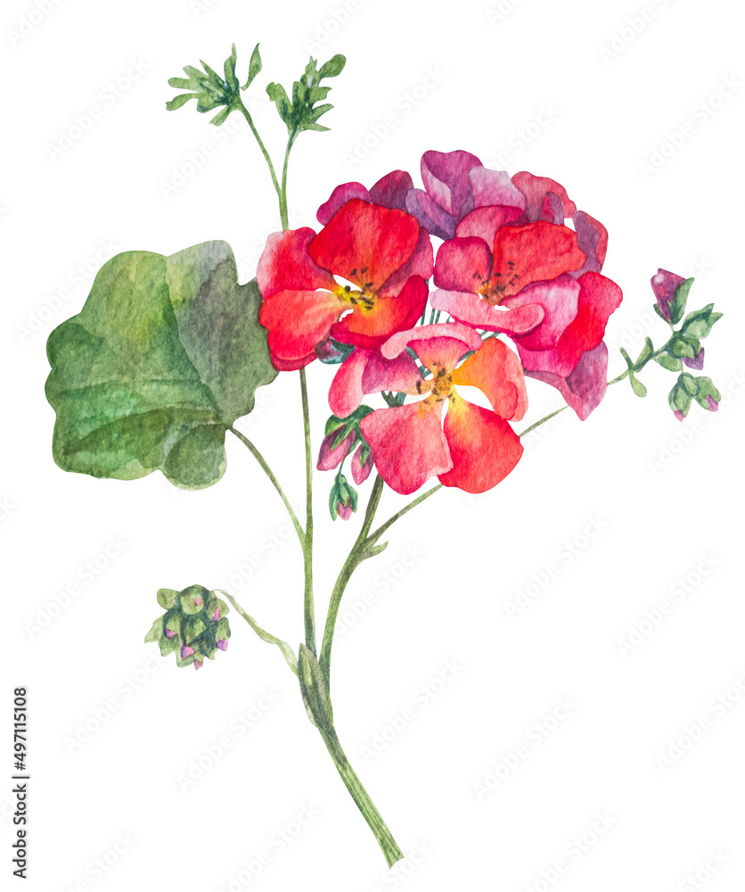 Botanical illustrations. Hand-drawn watercolor floral illustration of ...