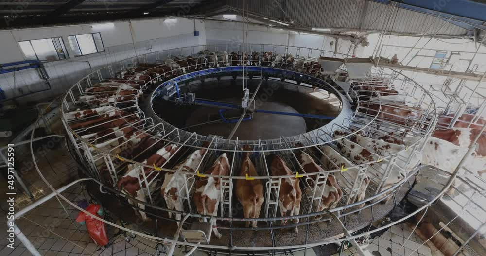Timelapse.50 Ayrshire dairy cows being milked on a rotating milking ...