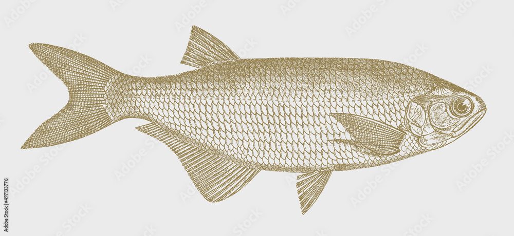 Mooneye hiodon tergisus, freshwater fish from North America in side ...