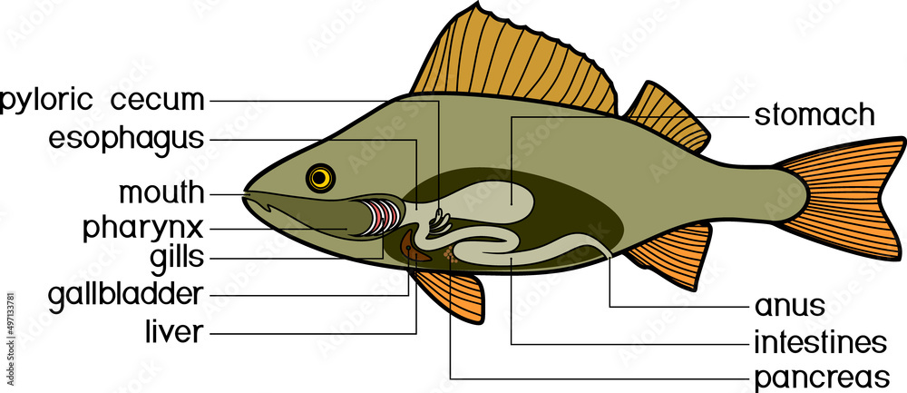 Scheme of structure of fish digestive system. Educational material with ...