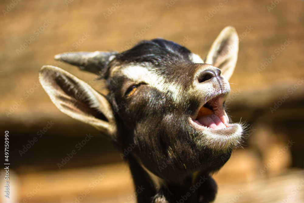 Goat Mouth Open