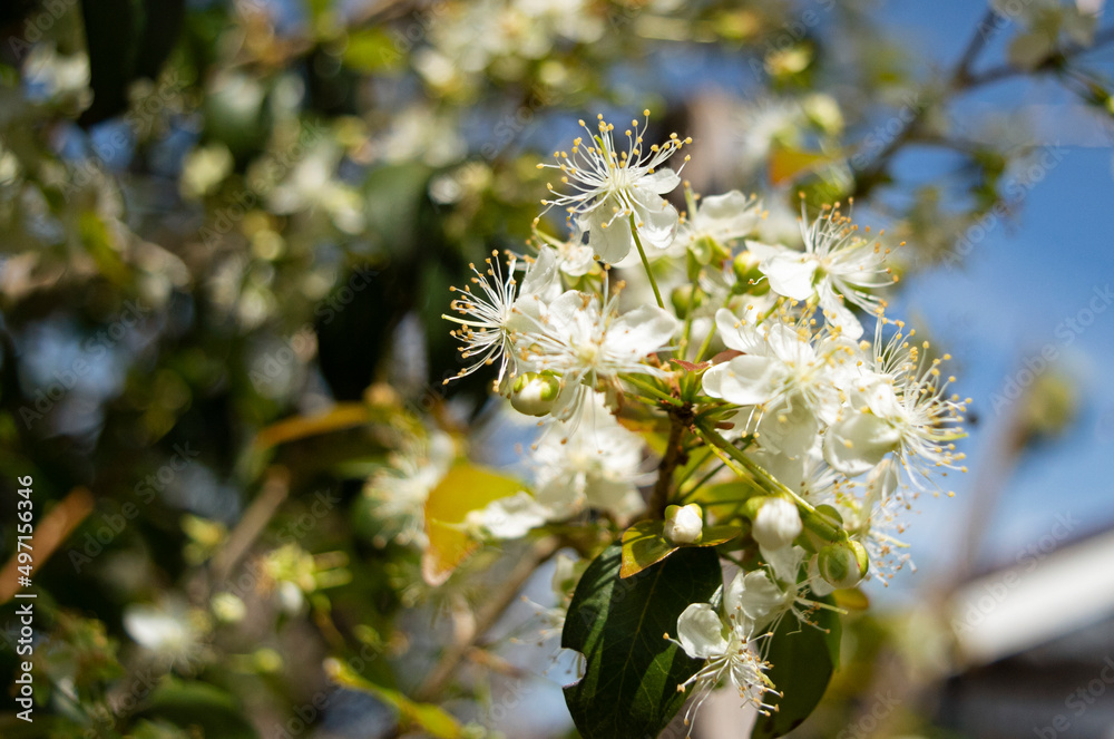 Isolated flowers in bloom of the Eugenia uniflora, the Brazilian cherry ...
