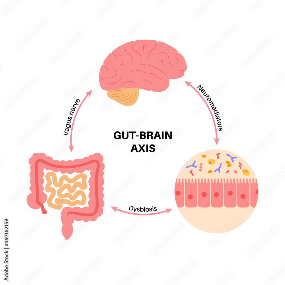 Gut brain connection Stock Vector | Adobe Stock