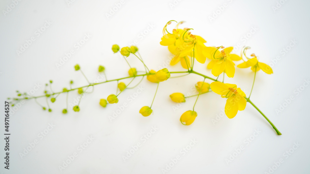 Papilionoideae Flowers of Padauk Flowers, The national flower of Burma ...