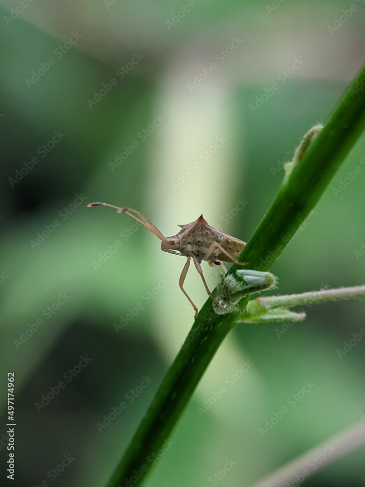 Leptocorisa oratoria, the rice ear bug, is an insect from the family ...